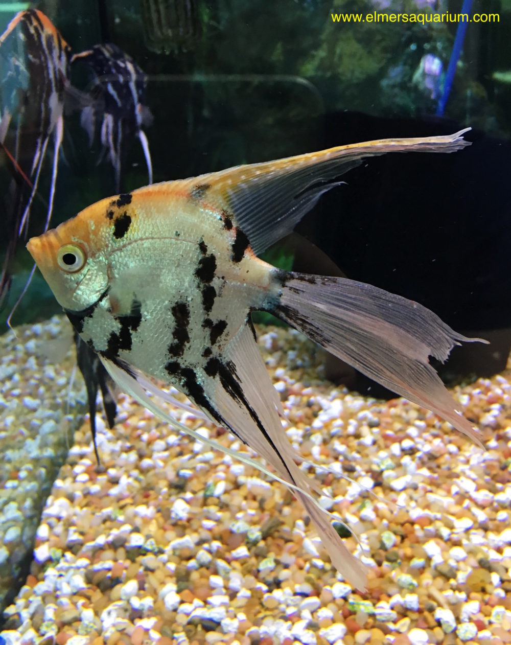 Gallery – Elmer's Aquarium