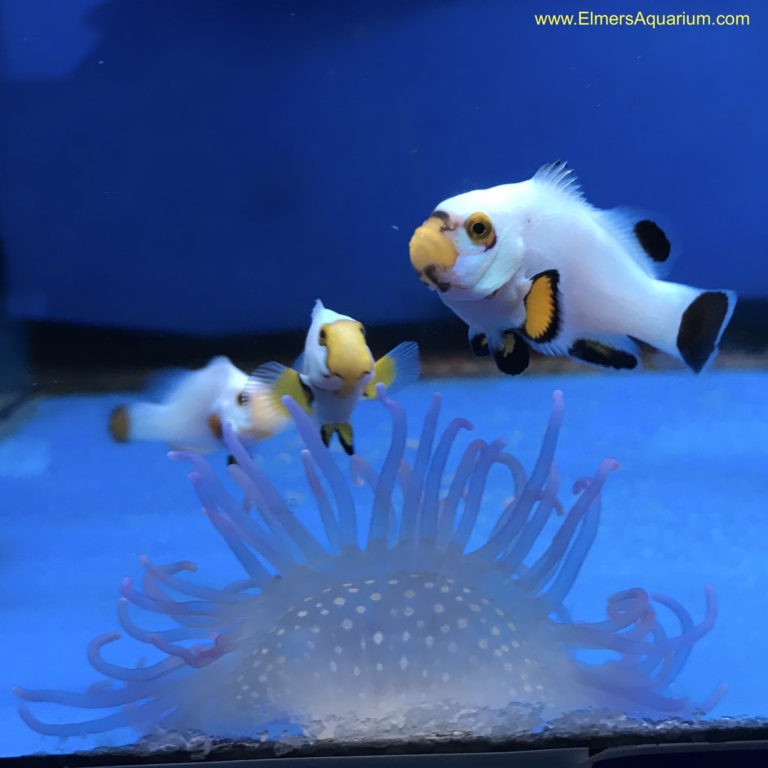 Gallery – Elmer's Aquarium