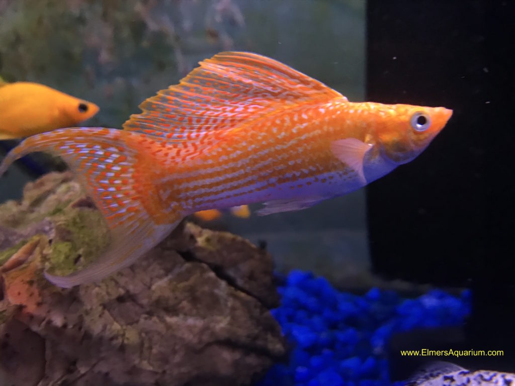 More about Freshwater Services – Elmer's Aquarium