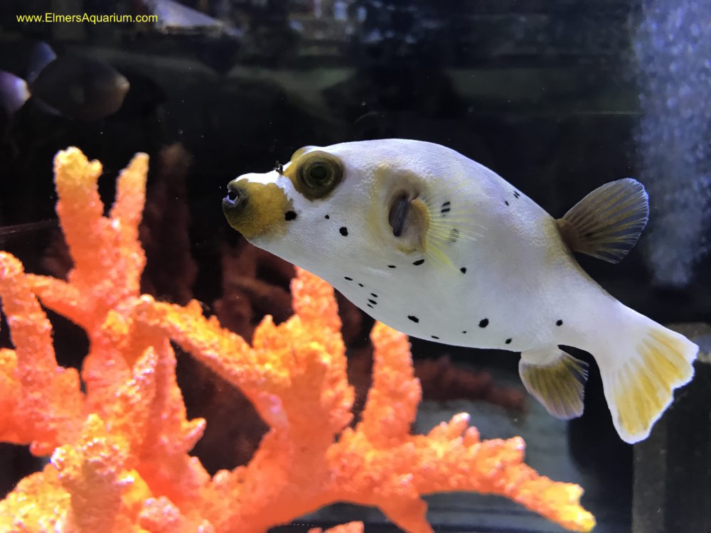 Gallery – Elmer's Aquarium