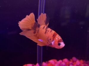Freshwater – Elmer's Aquarium