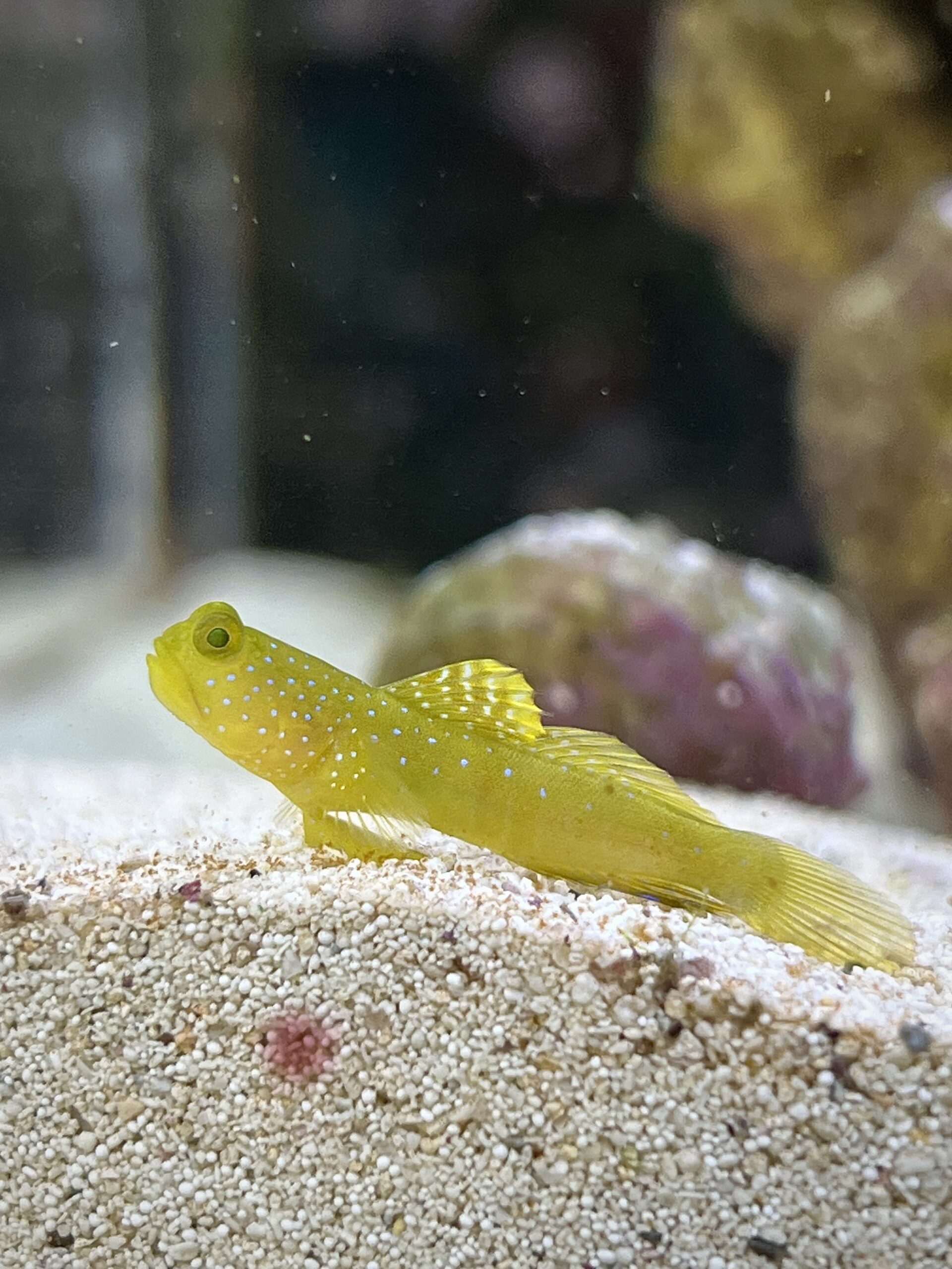 Elmer's Aquarium – Pittsburgh Area Aquarium Specialty Store